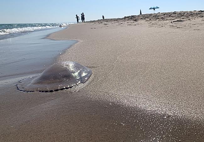 La playa de El Saler aparece plagada de medusas debido al fuerte calor | Las Provincias